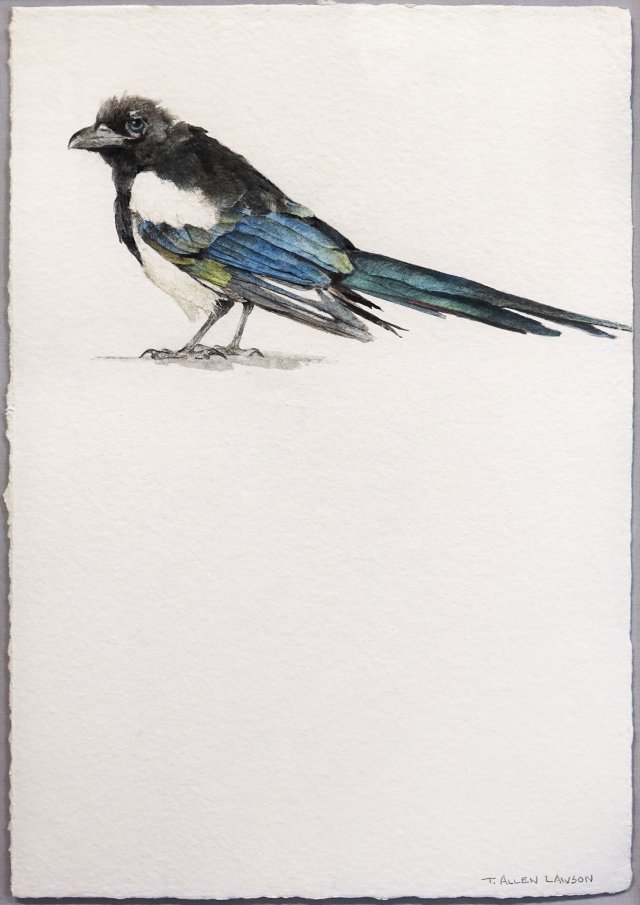 Artist: T. Allen Lawson | Page Gallery